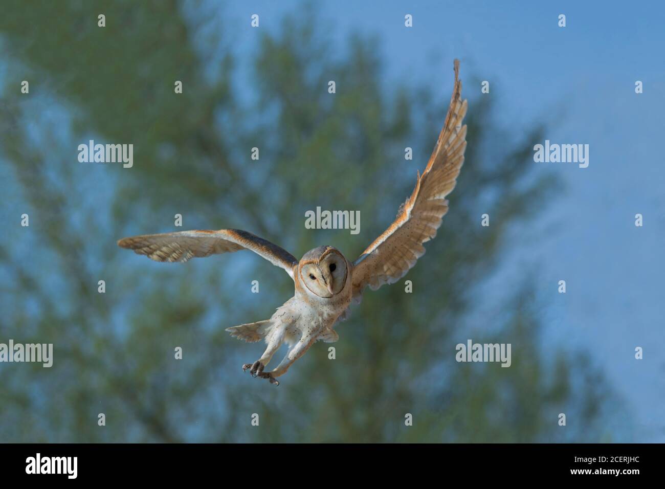 barn owl , scoops owl , dusky eagle owl, long eared owl, and spotted ...