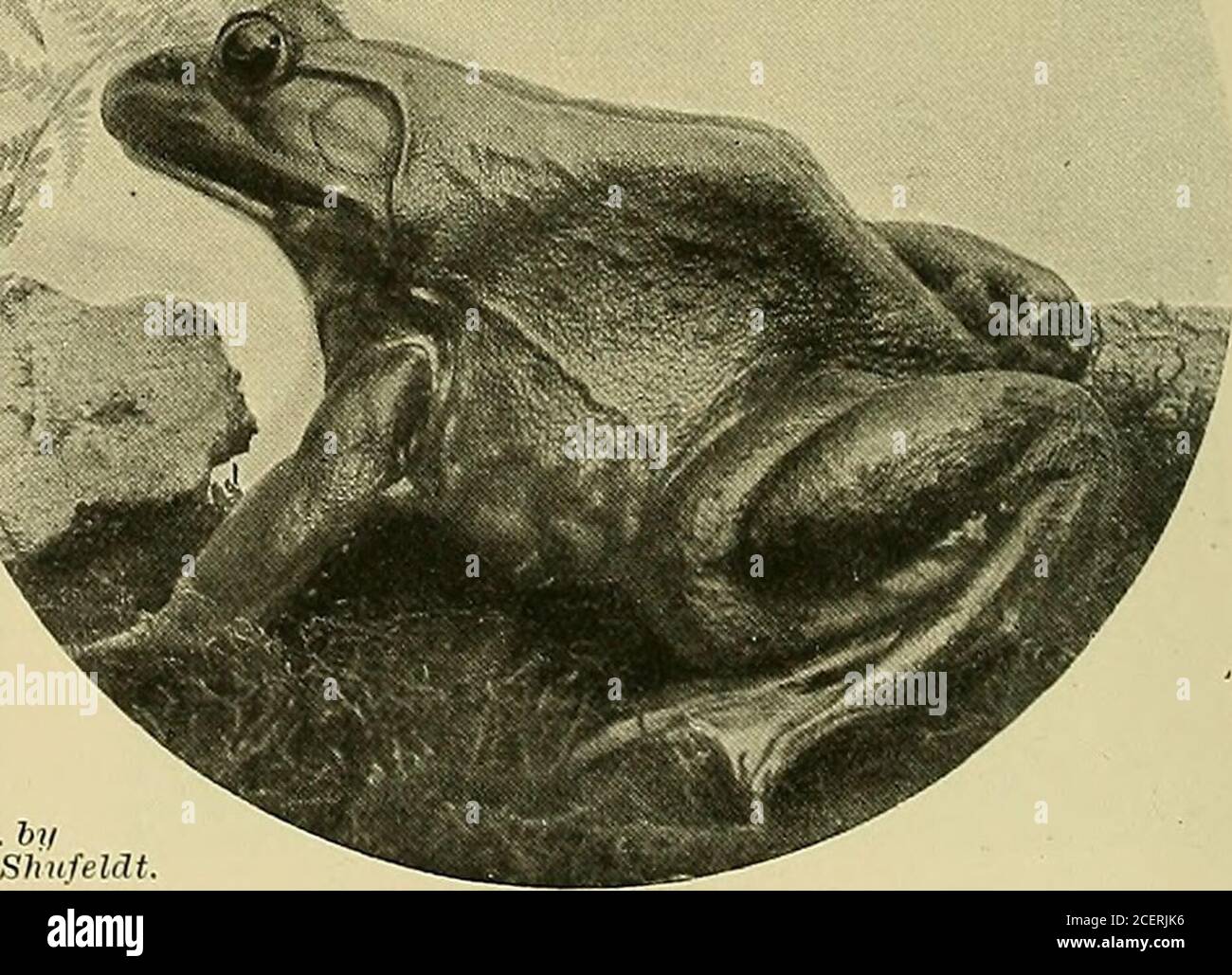 . Animal Life and the World of Nature; A magazine of Natural History ...