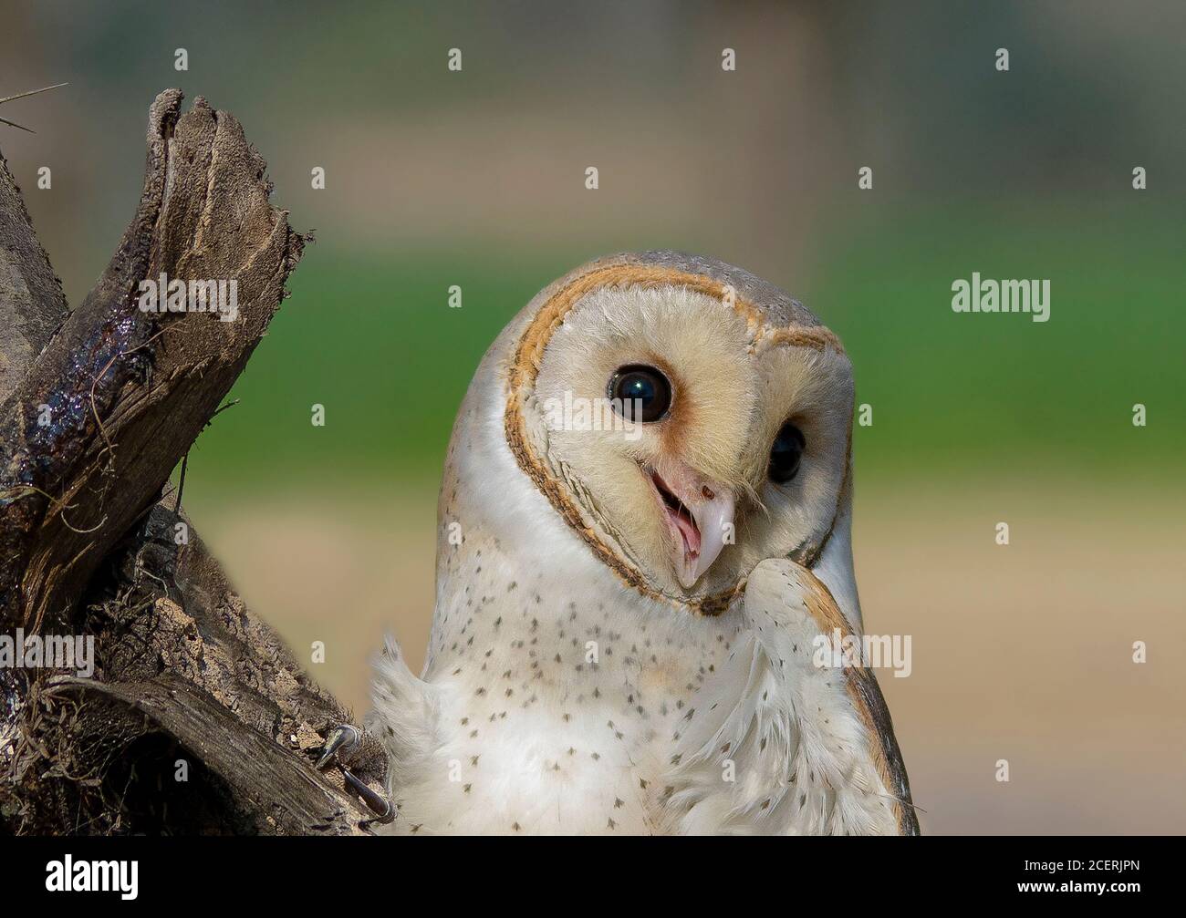 barn owl , scoops owl , dusky eagle owl, long eared owl, and spotted ...