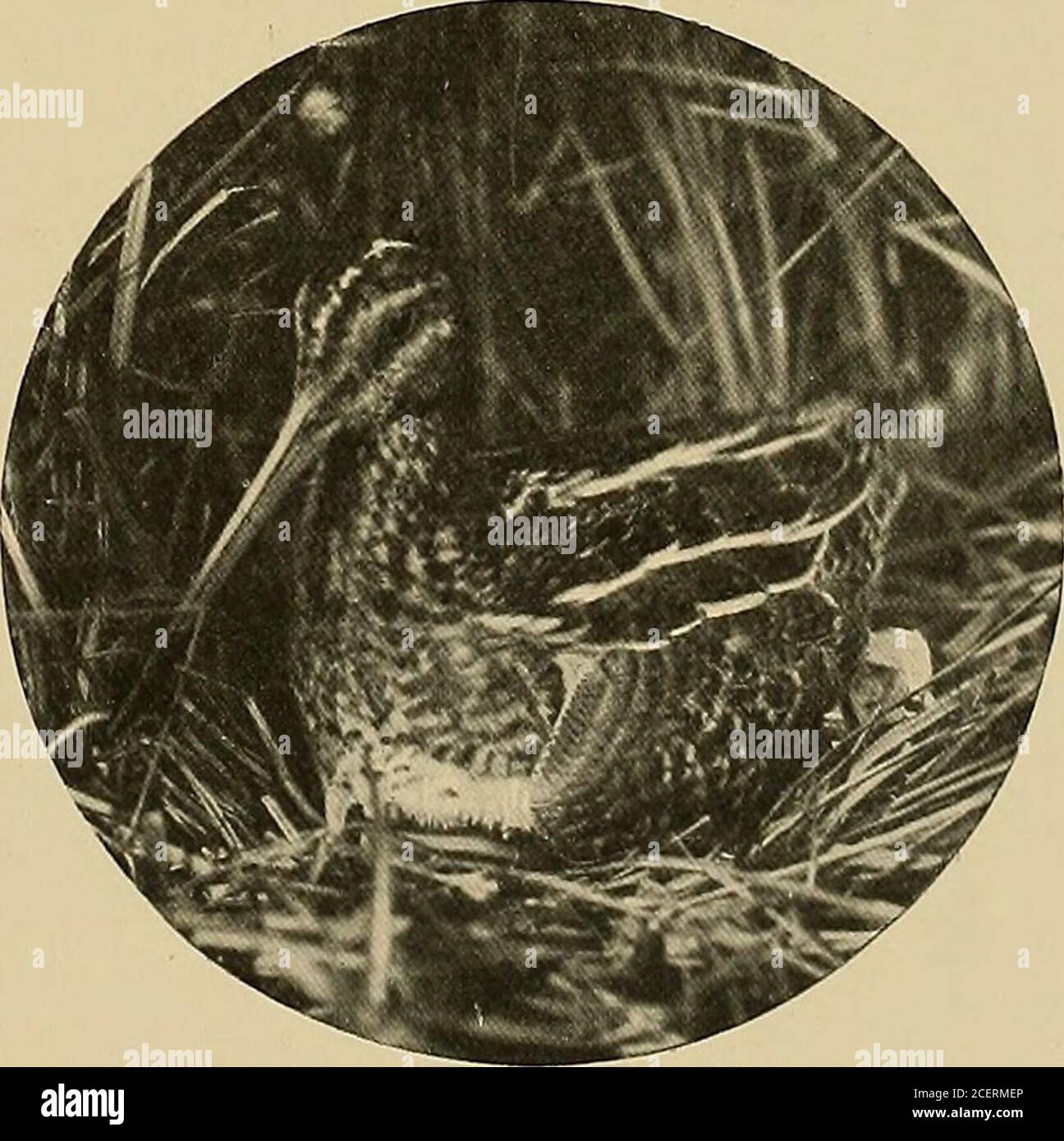 Snipe fright hi-res stock photography and images - Alamy