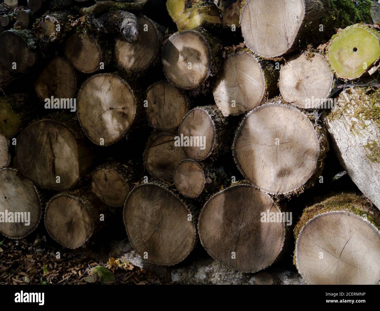 Dappled light texture hi-res stock photography and images - Alamy