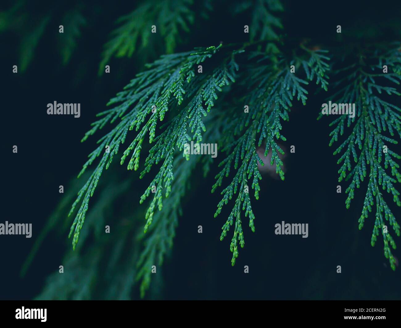 Green Thuja tree leaves, evergreen Stock Photo - Alamy