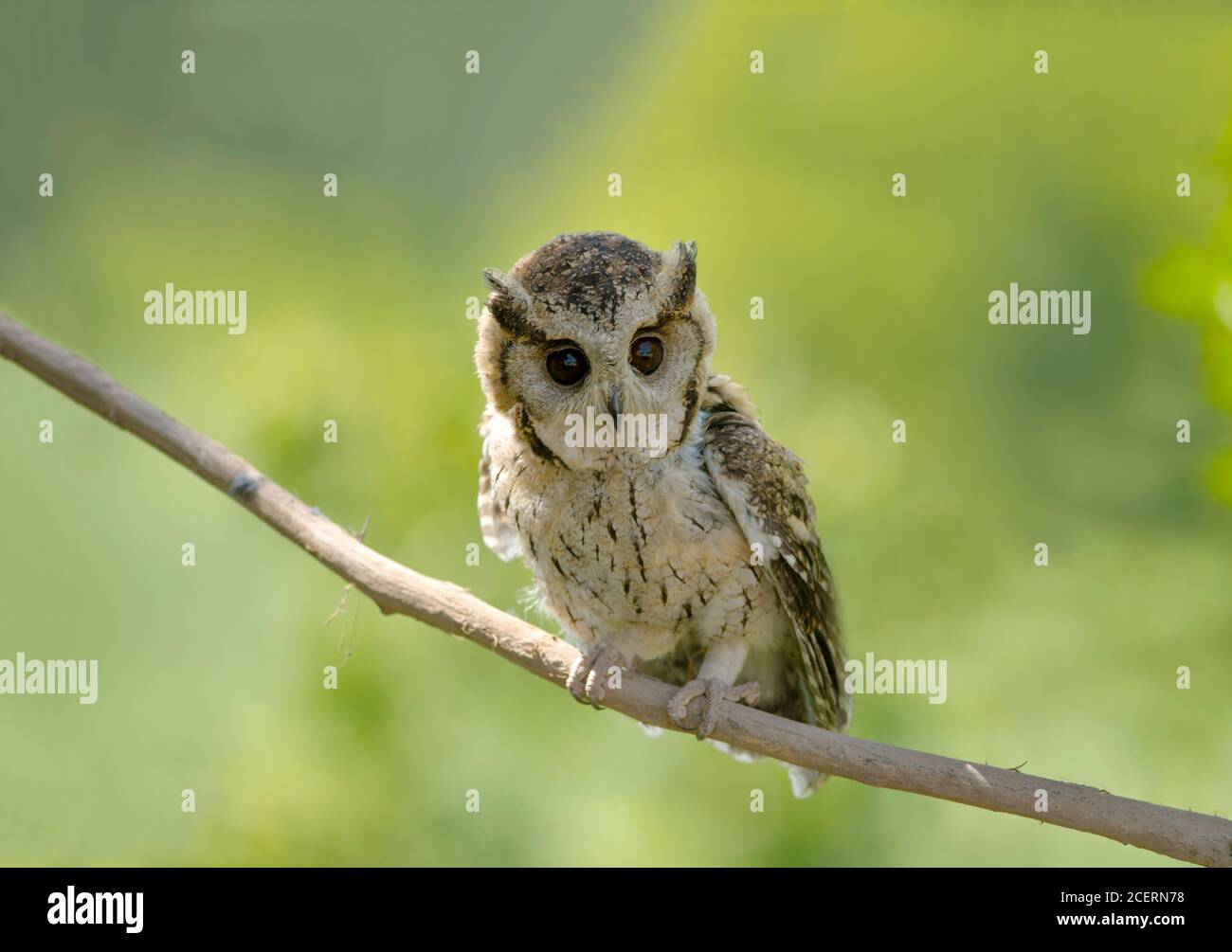 barn owl , scoops owl , dusky eagle owl, long eared owl, and spotted ...