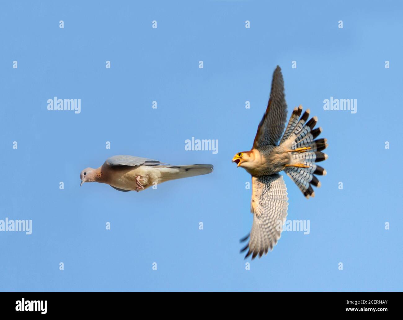 black shouldered kite, shikra, falcon, eagle, osprey , kestrel and ...