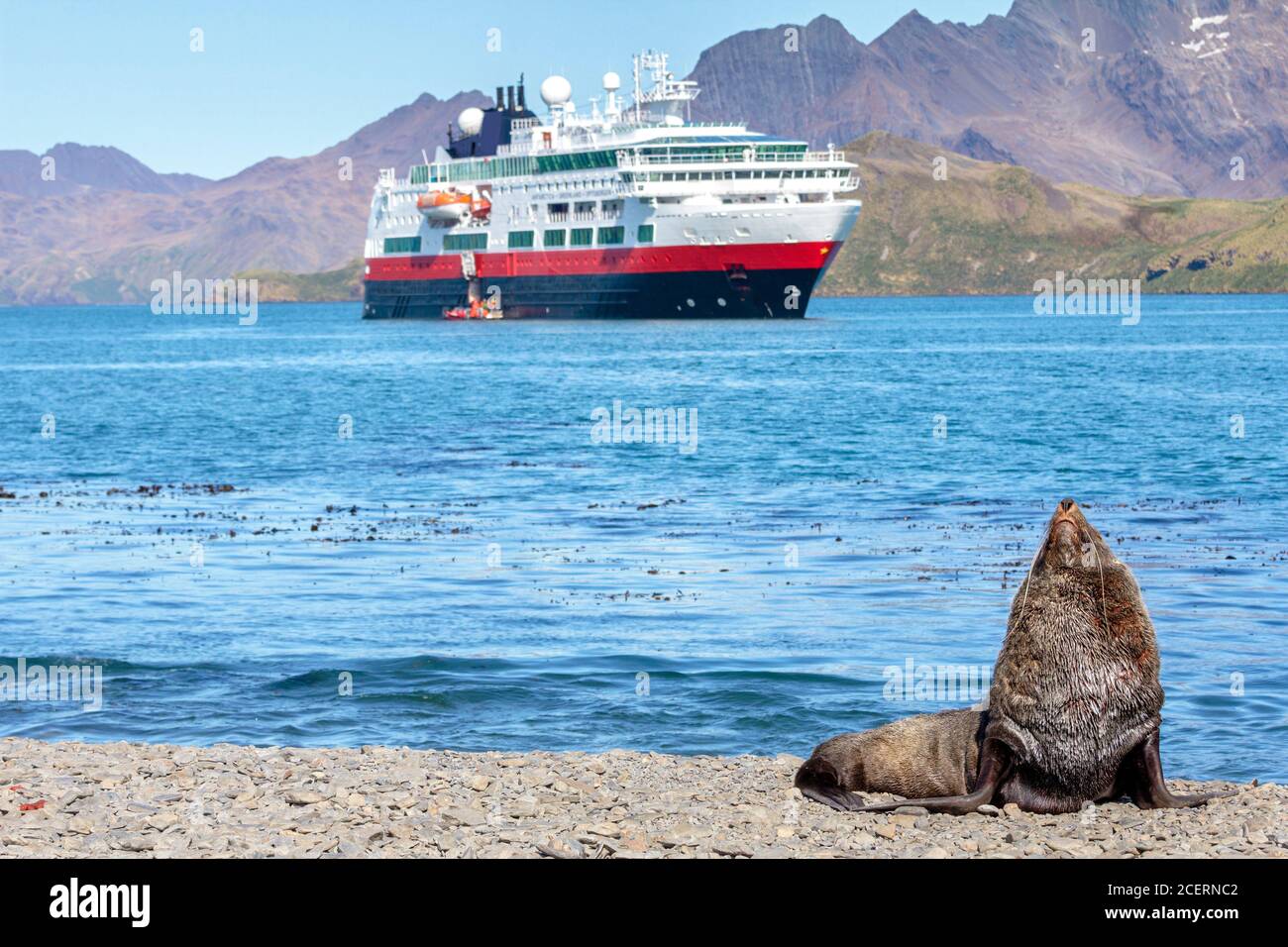 Sea bear at the atlantic ocean poses in front of tourist steamer Stock ...
