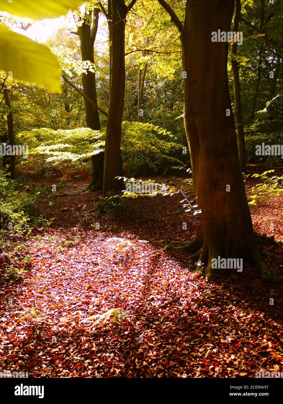 Burnham Beeches, Burnham, Buckinghamshire, UK Stock Photo - Alamy