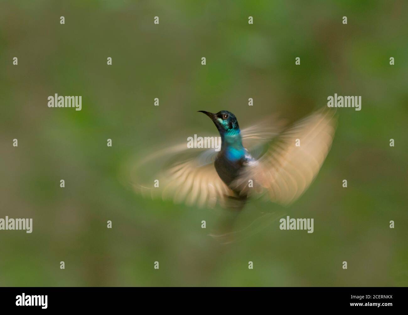 purple sun bird in flight Stock Photo - Alamy