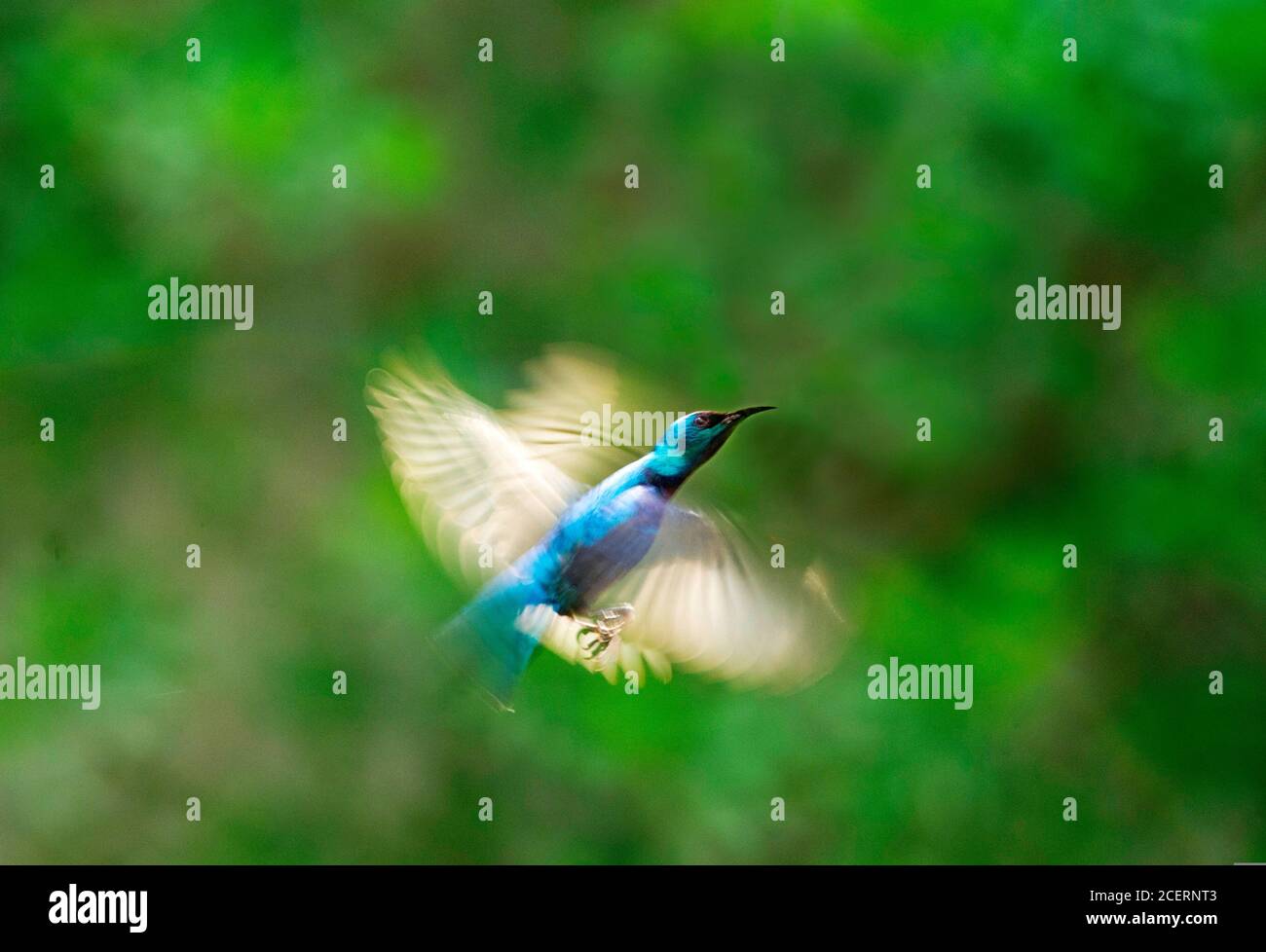 purple sun bird in flight Stock Photo - Alamy