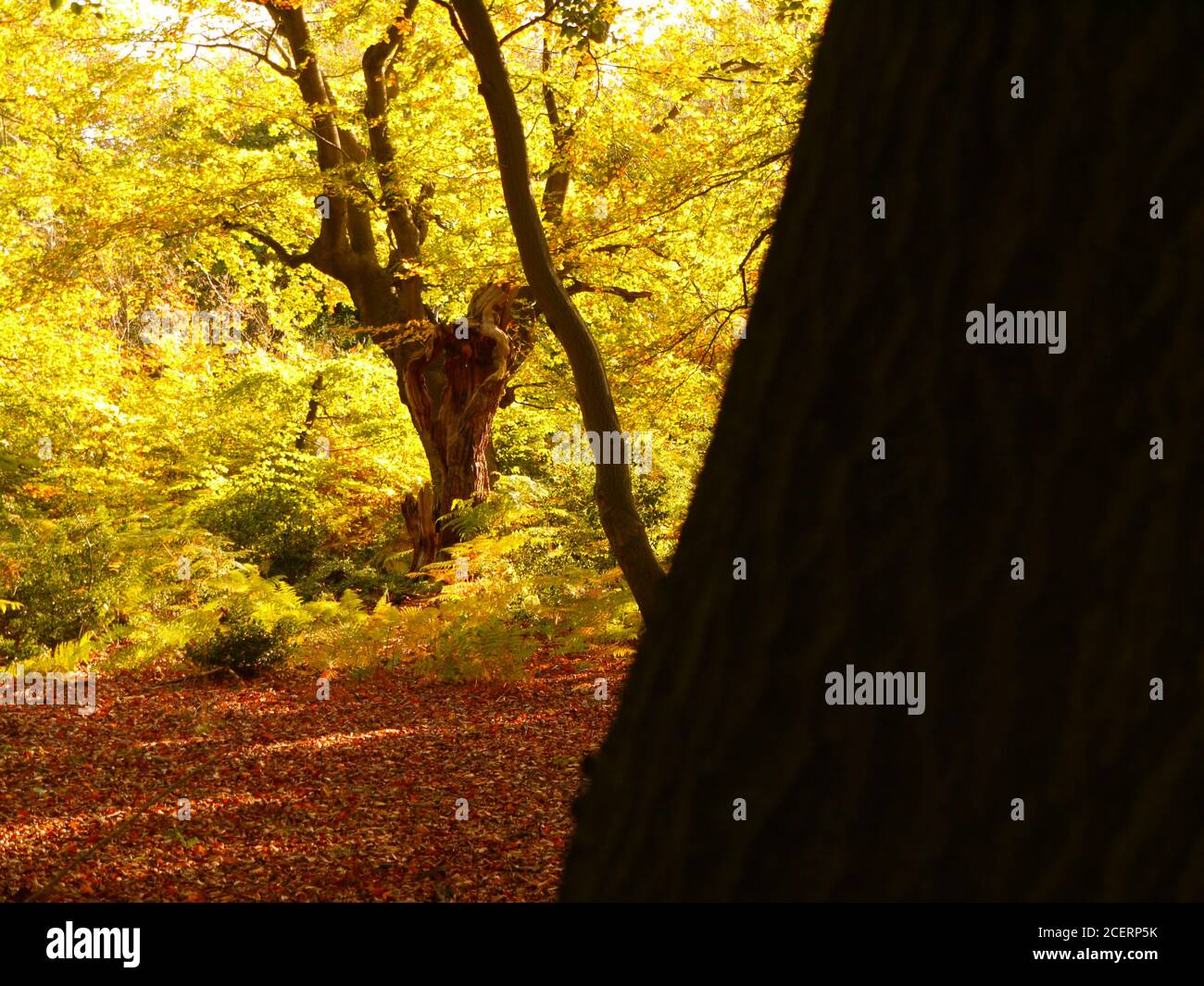 Burnham Beeches, Burnham, Buckinghamshire, UK Stock Photo - Alamy