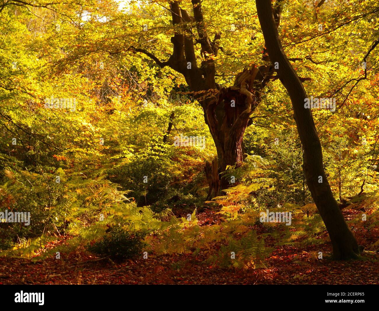 Farnham common burnham beeches hi-res stock photography and images - Alamy