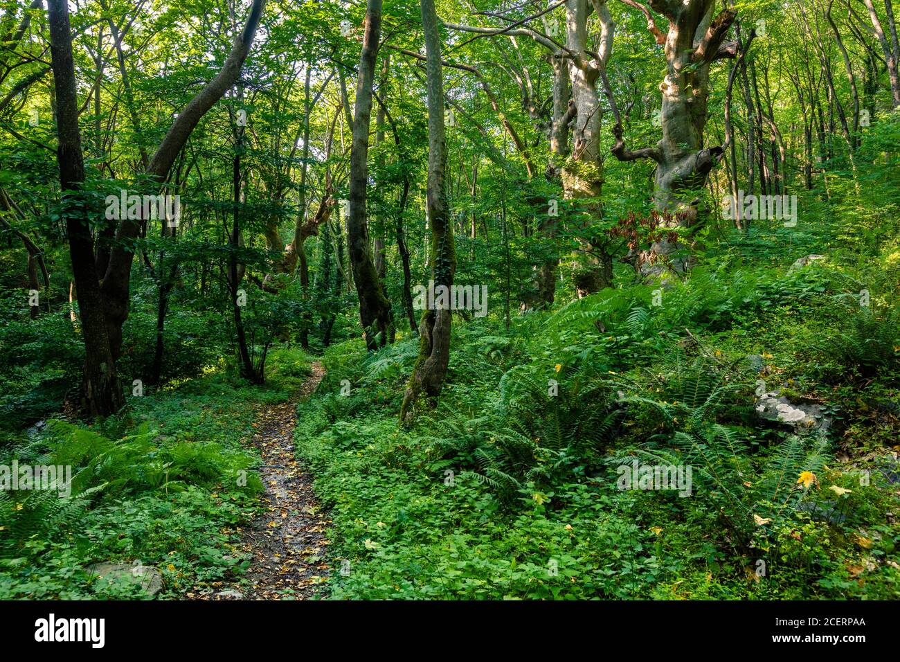 Lush green with chestnut and plane trees Stock Photo - Alamy