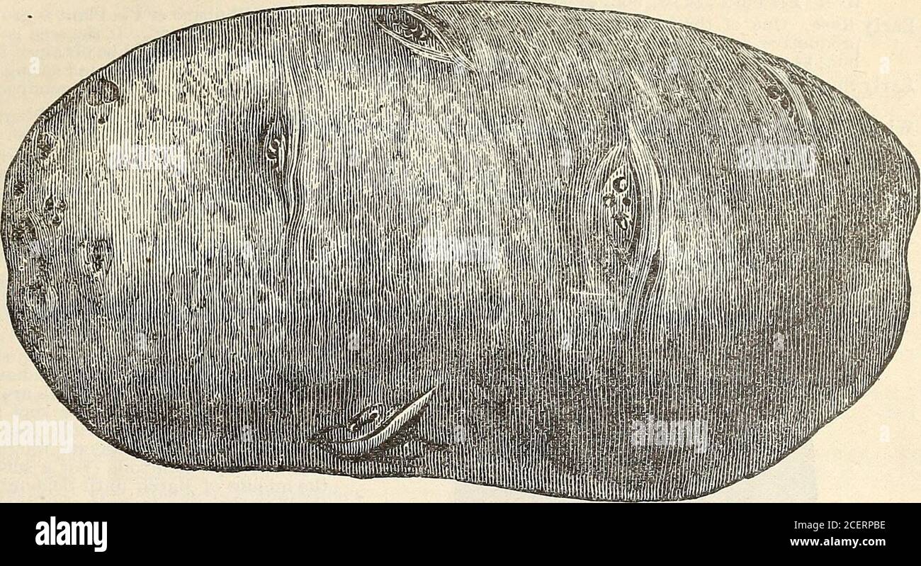 Potato nose hi-res stock photography and images - Alamy