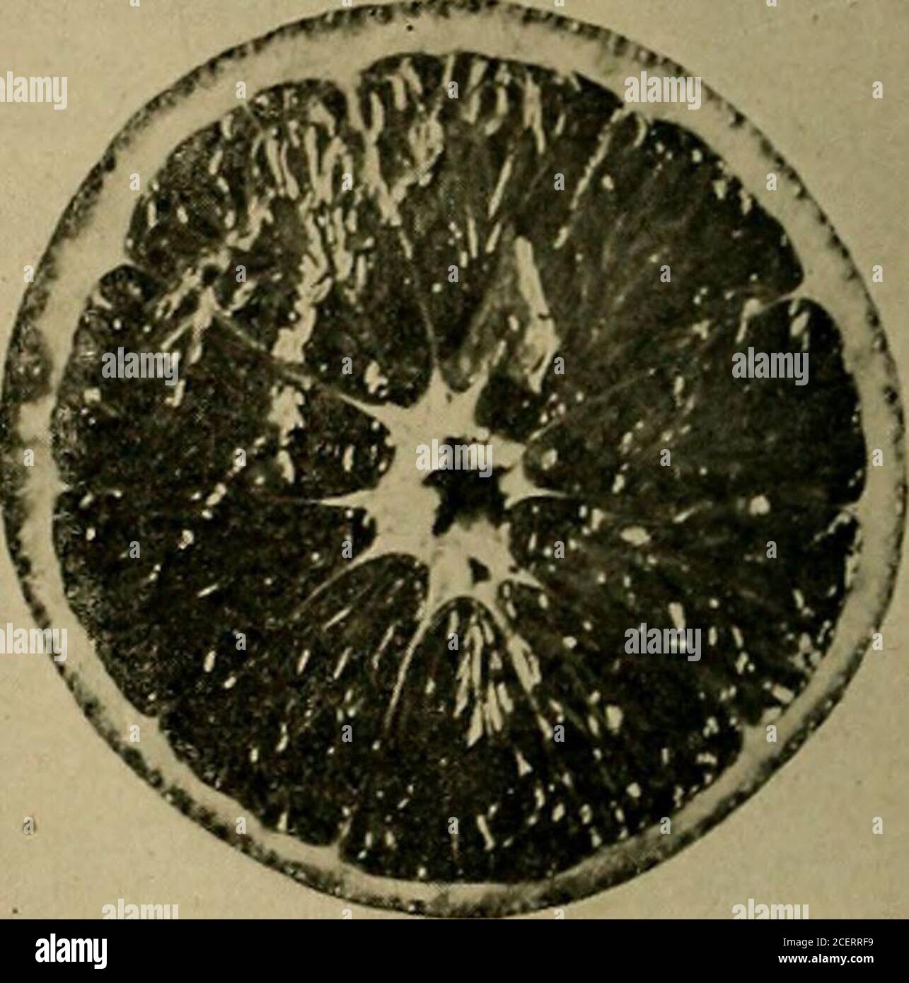 Seedless propagation hi-res stock photography and images - Alamy