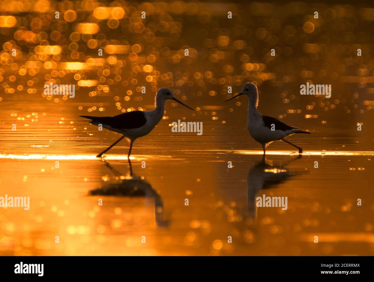 wildlife birds in the water Stock Photo - Alamy