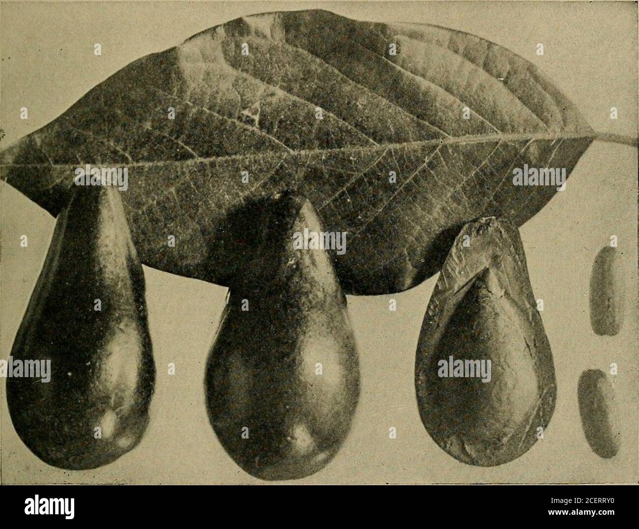 Shield budding hi-res stock photography and images - Alamy