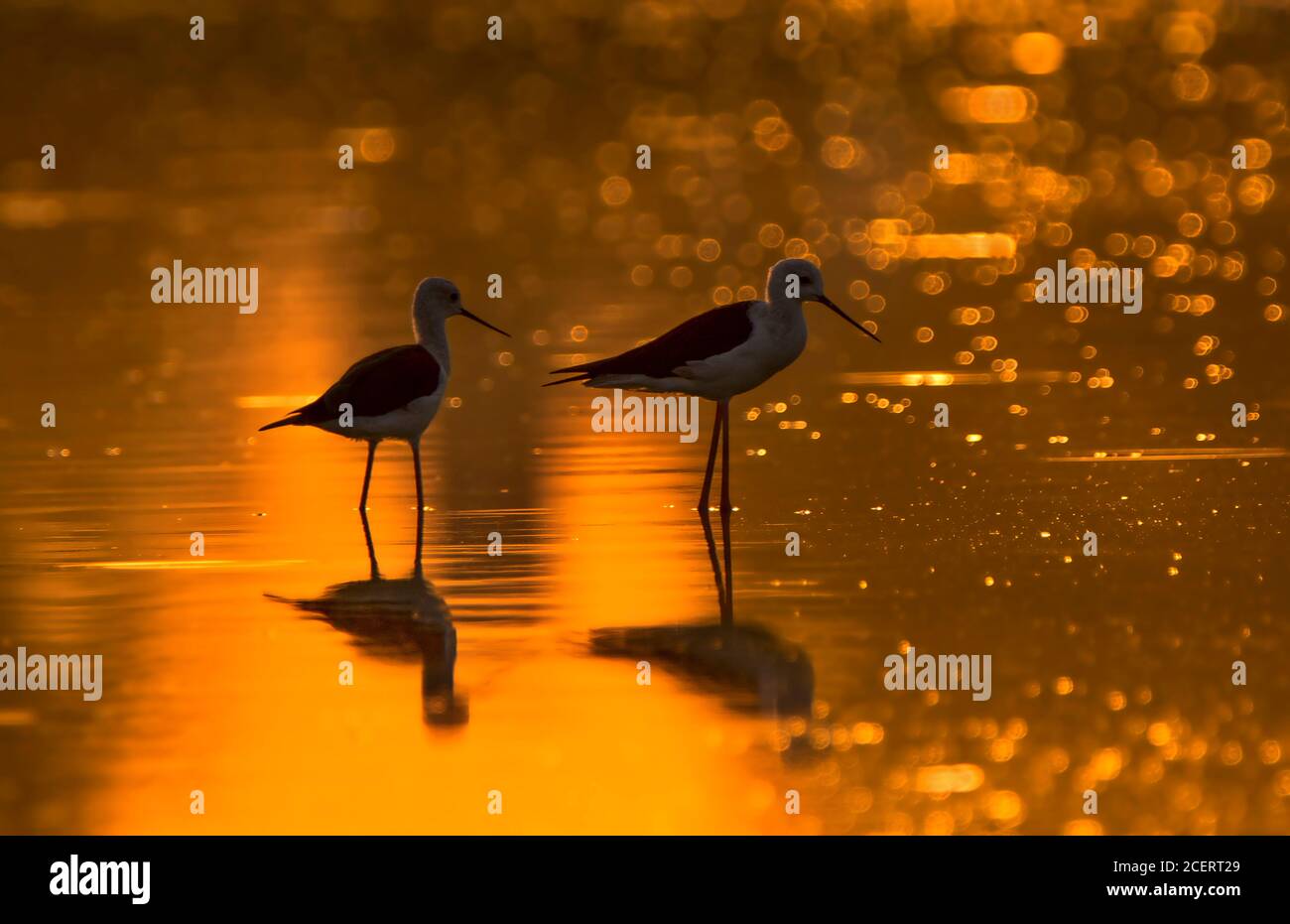 wildlife birds in the water Stock Photo - Alamy