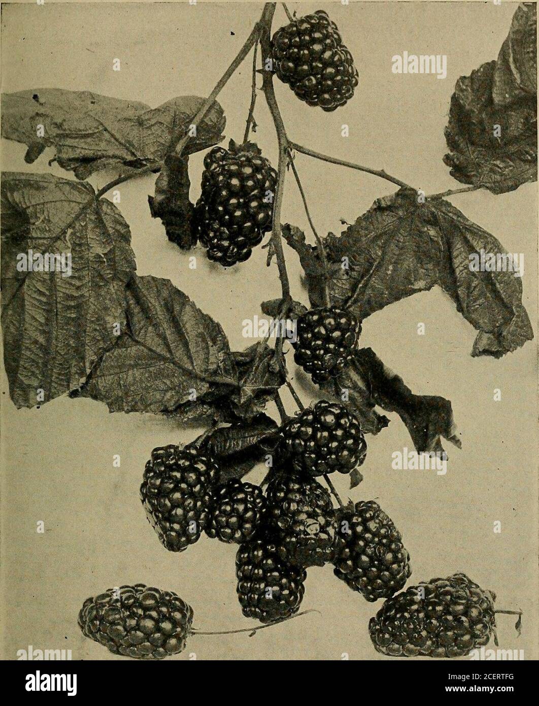 Crown gall disease hi-res stock photography and images - Alamy