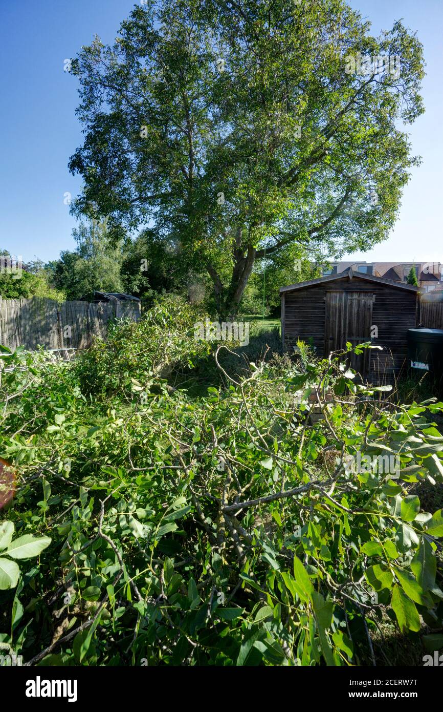 Walnut pruning tree hi-res stock photography and images - Alamy