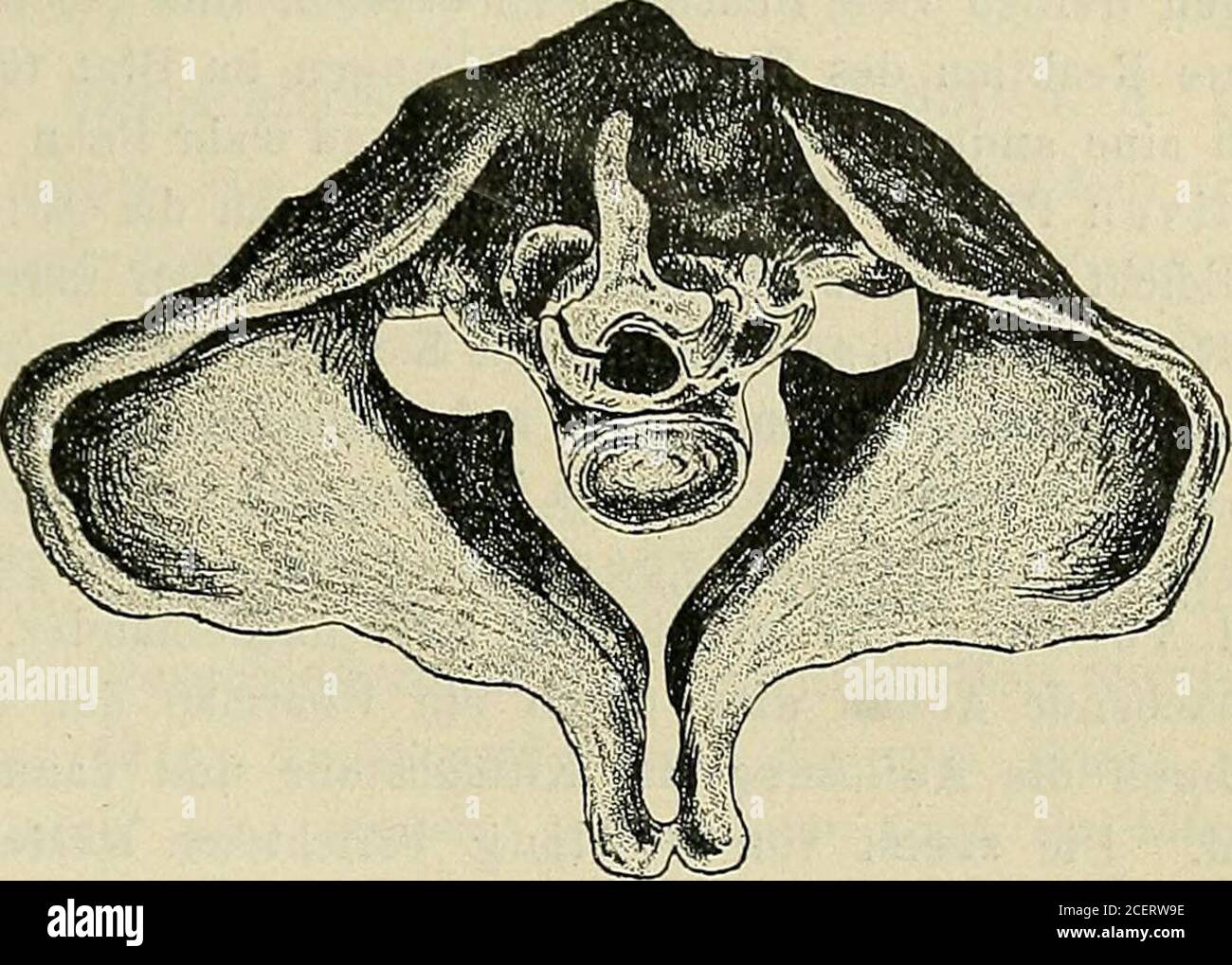 Richtiges messer hi-res stock photography and images - Alamy