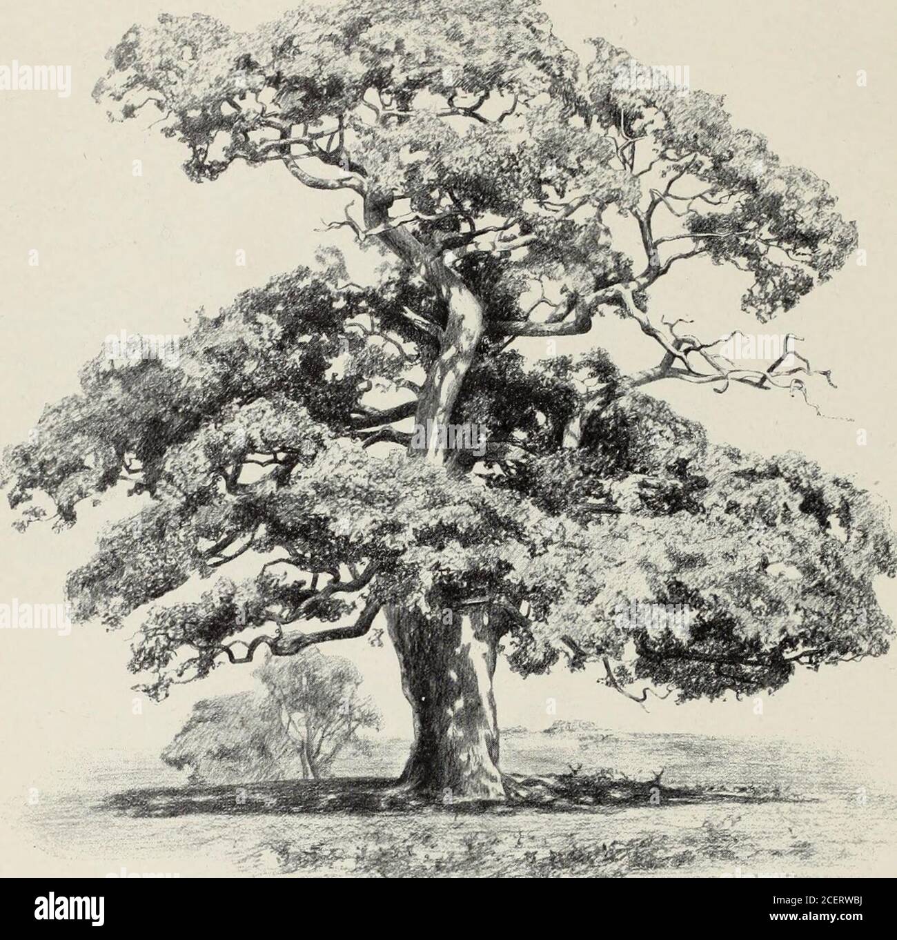 Oak Tree Pencil Drawing