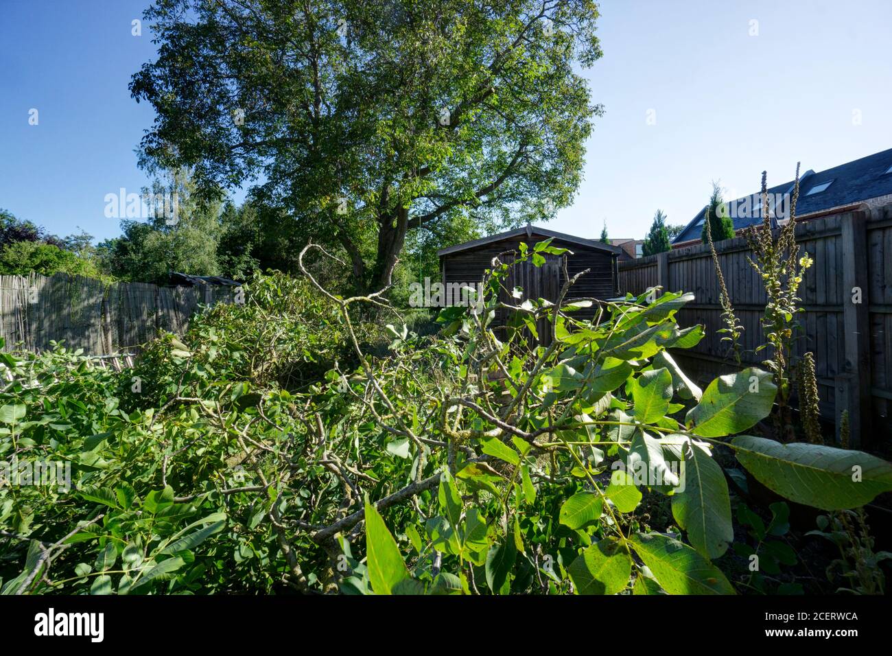 Walnut tree pruning domestic garden Stock Photo - Alamy