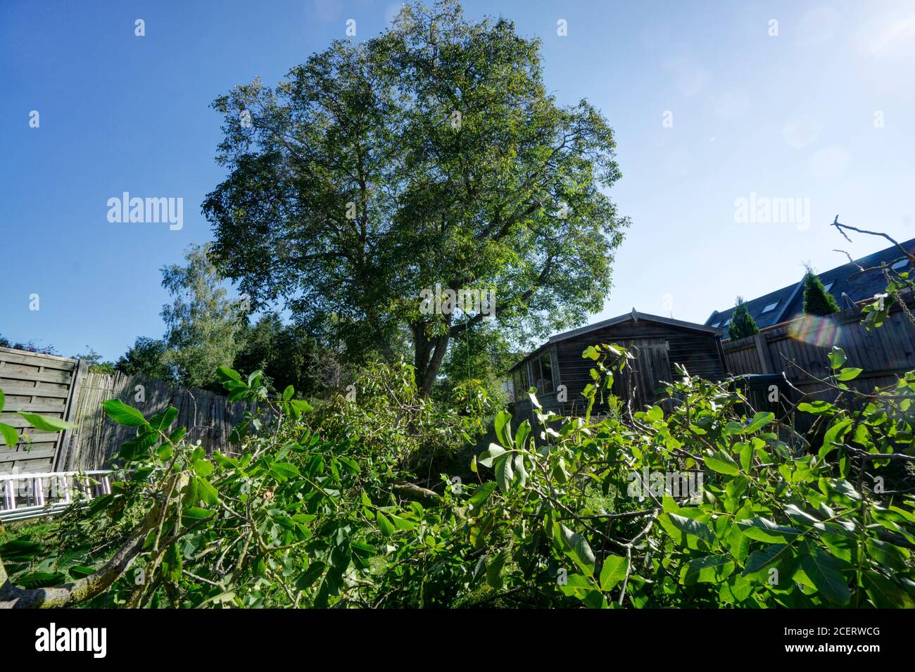 Walnut Pruning High Resolution Stock Photography and Images - Alamy