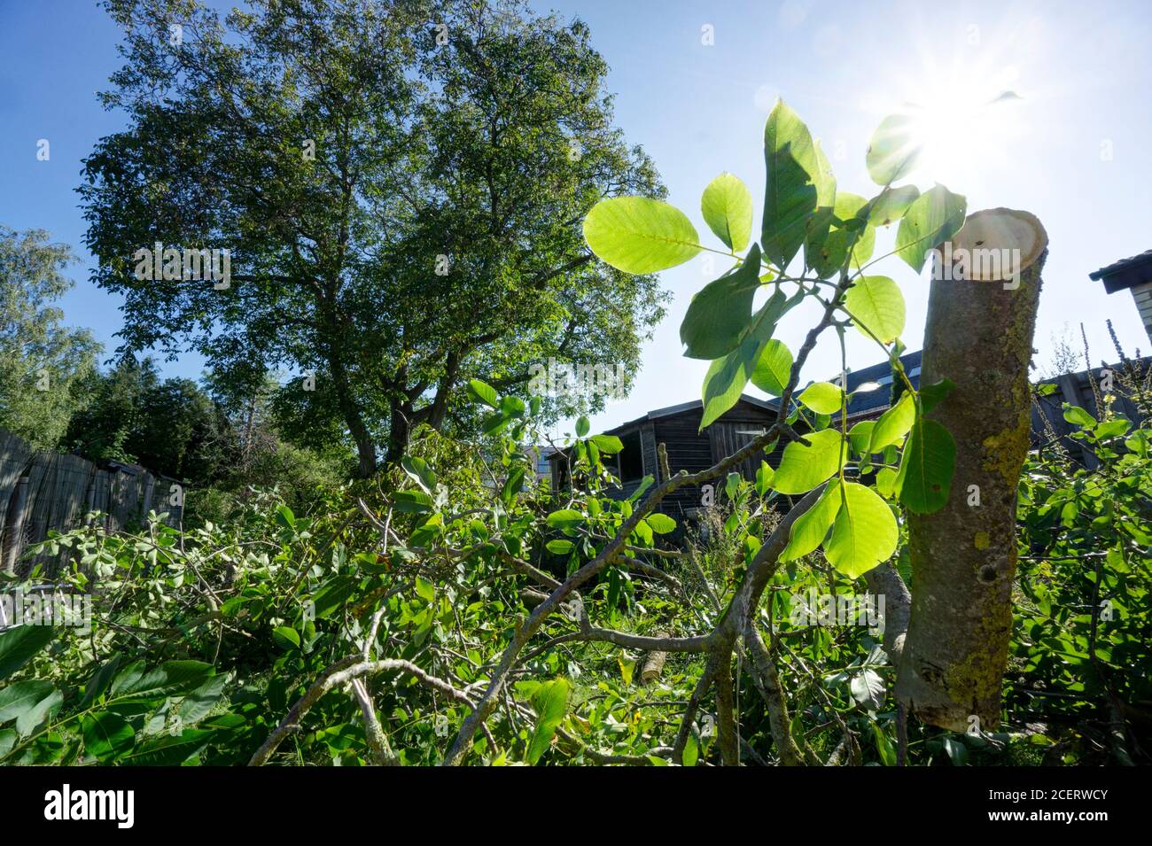 Walnut tree pruning domestic garden Stock Photo - Alamy