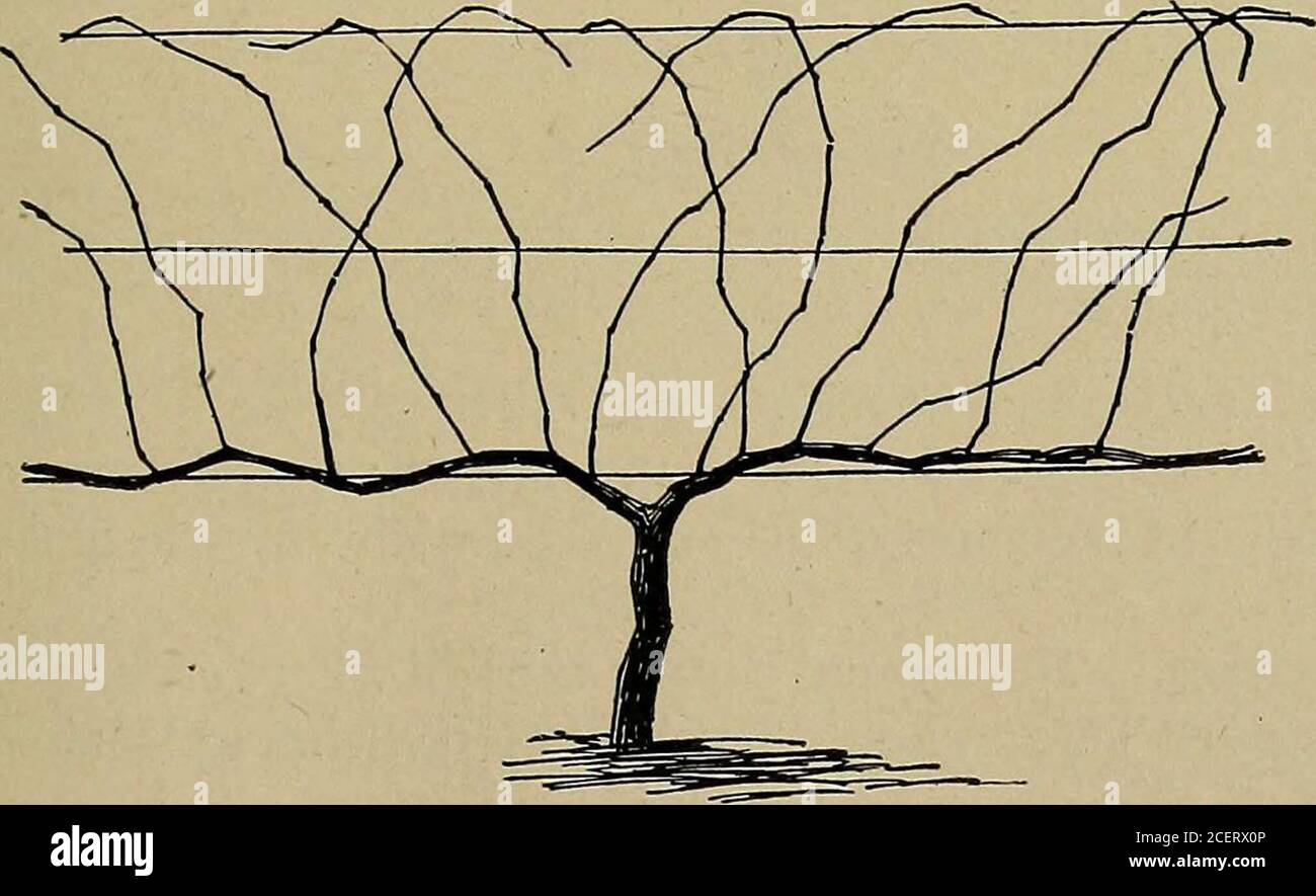 Grape vine training system hi-res stock photography and images - Alamy