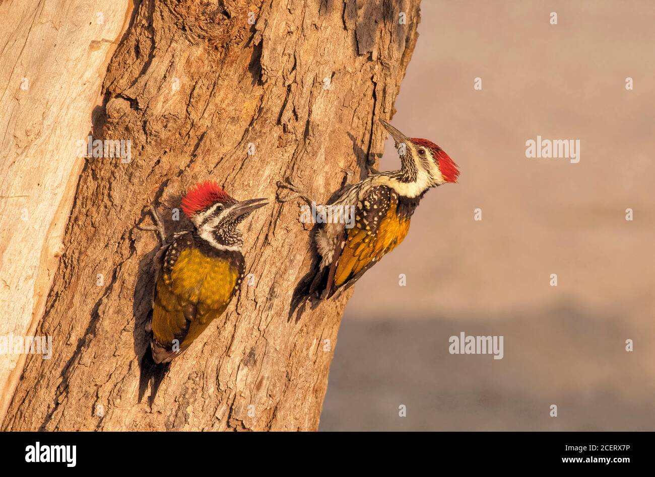 wildlife and birds of Pakistan Stock Photo - Alamy
