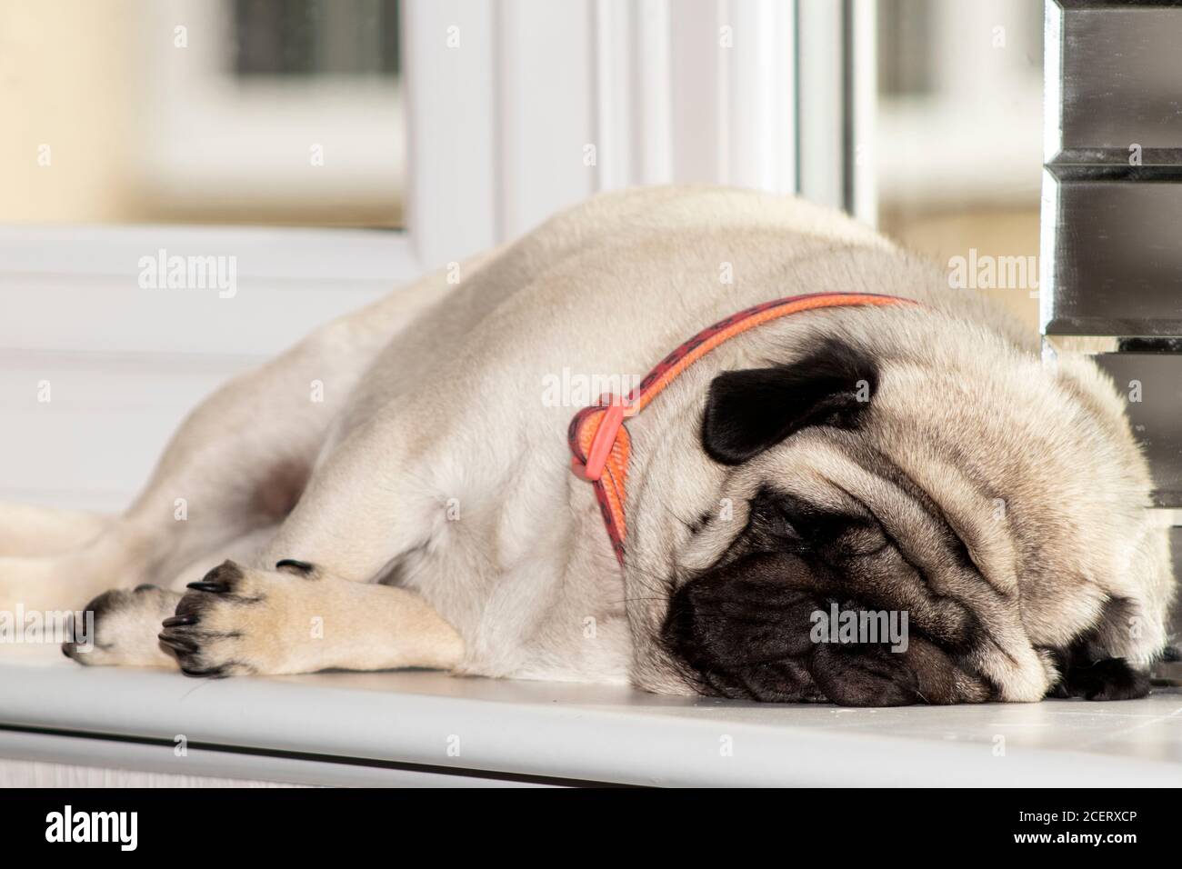 Young female pug sleeping on the window sill Stock Photo - Alamy