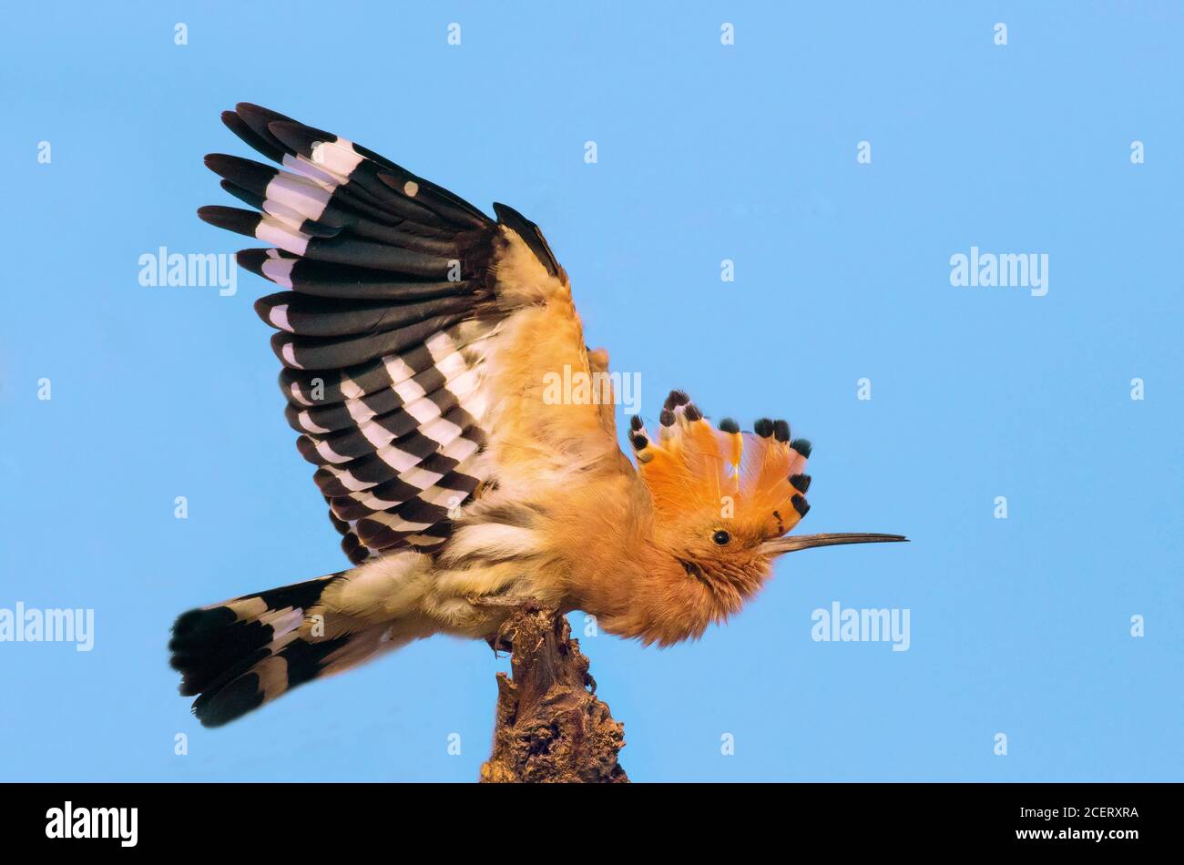 wildlife and birds of Pakistan Stock Photo - Alamy