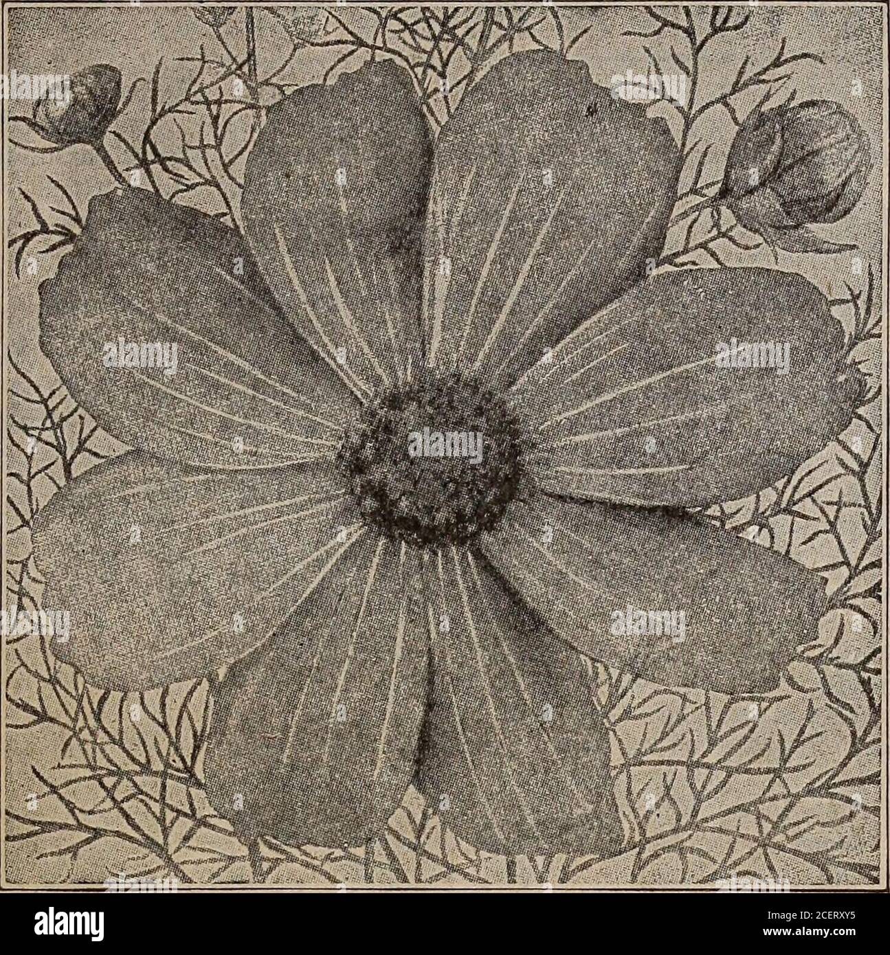 Pinch out seedlings hi-res stock photography and images - Alamy