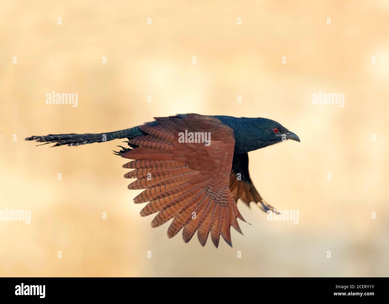 wildlife and birds of Pakistan Stock Photo - Alamy