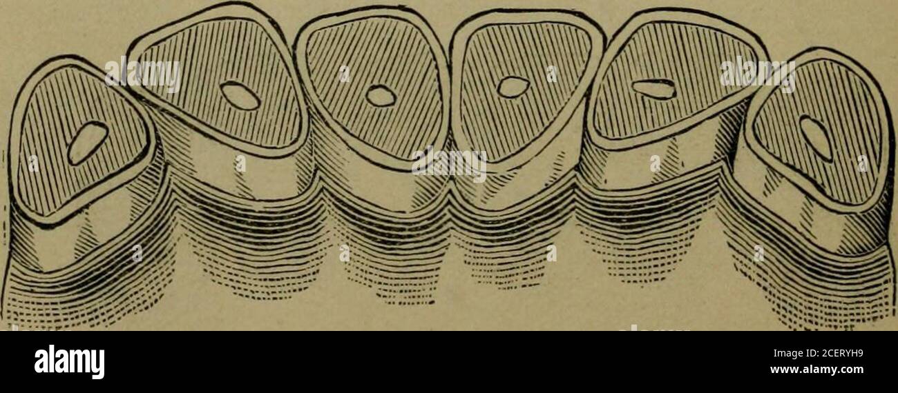 . Horses' teeth: a treatise on their mode of development, anatomy ...