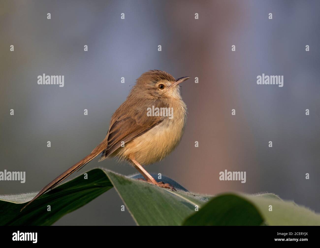 wildlife and birds of Pakistan Stock Photo - Alamy