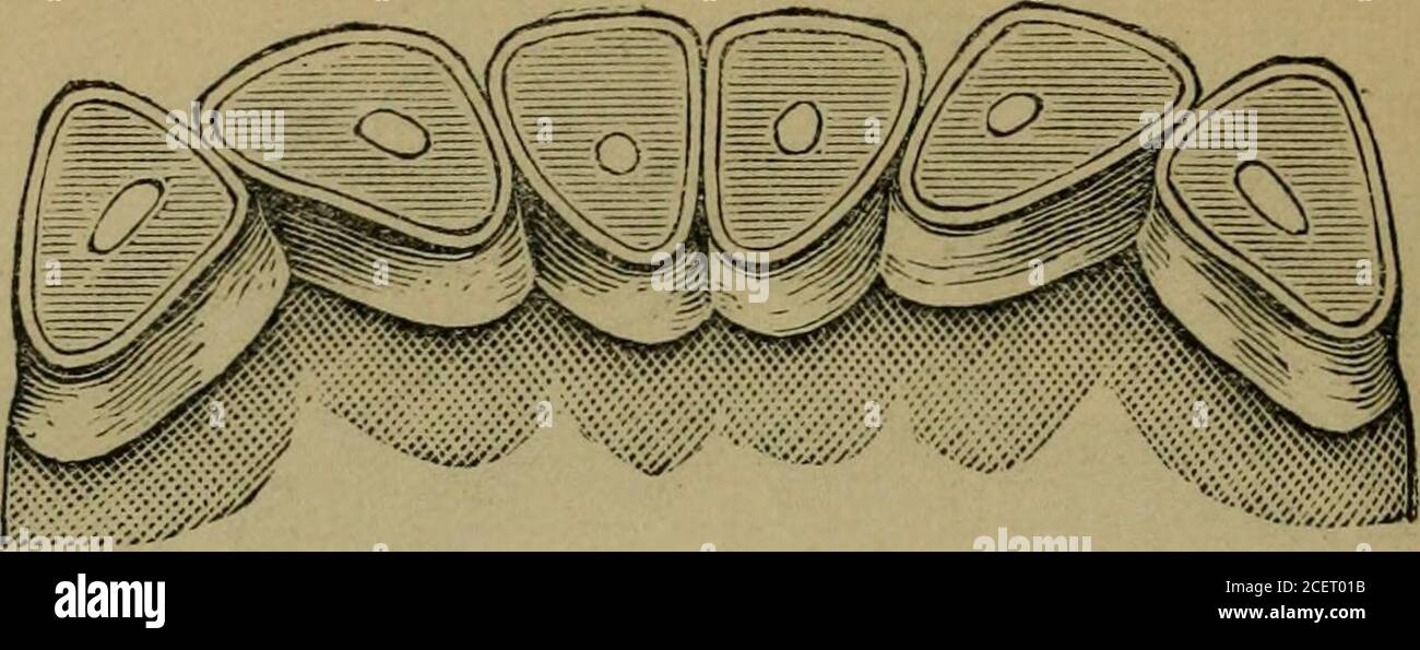 . Horses' teeth: a treatise on their mode of development, anatomy ...