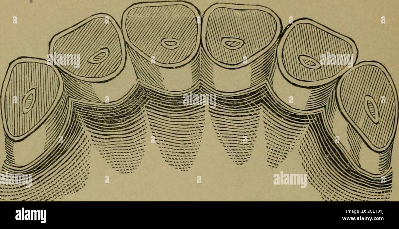 . Horses' teeth: a treatise on their mode of development, anatomy ...