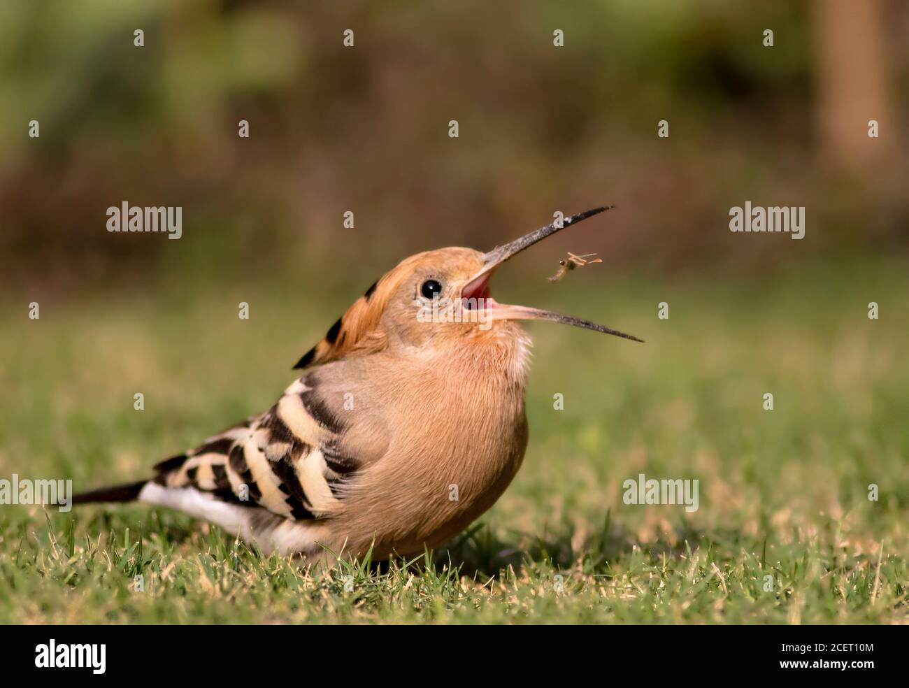 wildlife and birds of Pakistan Stock Photo - Alamy