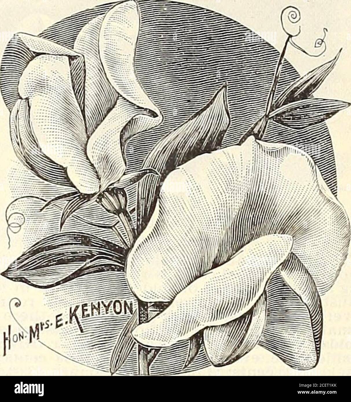 Pink buff on wings hi-res stock photography and images - Alamy