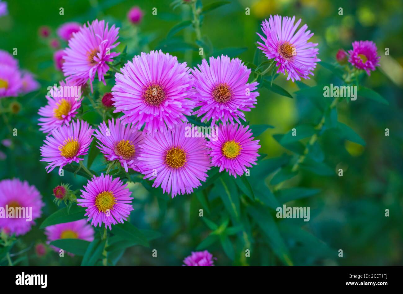 Indistinct background hi-res stock photography and images - Alamy
