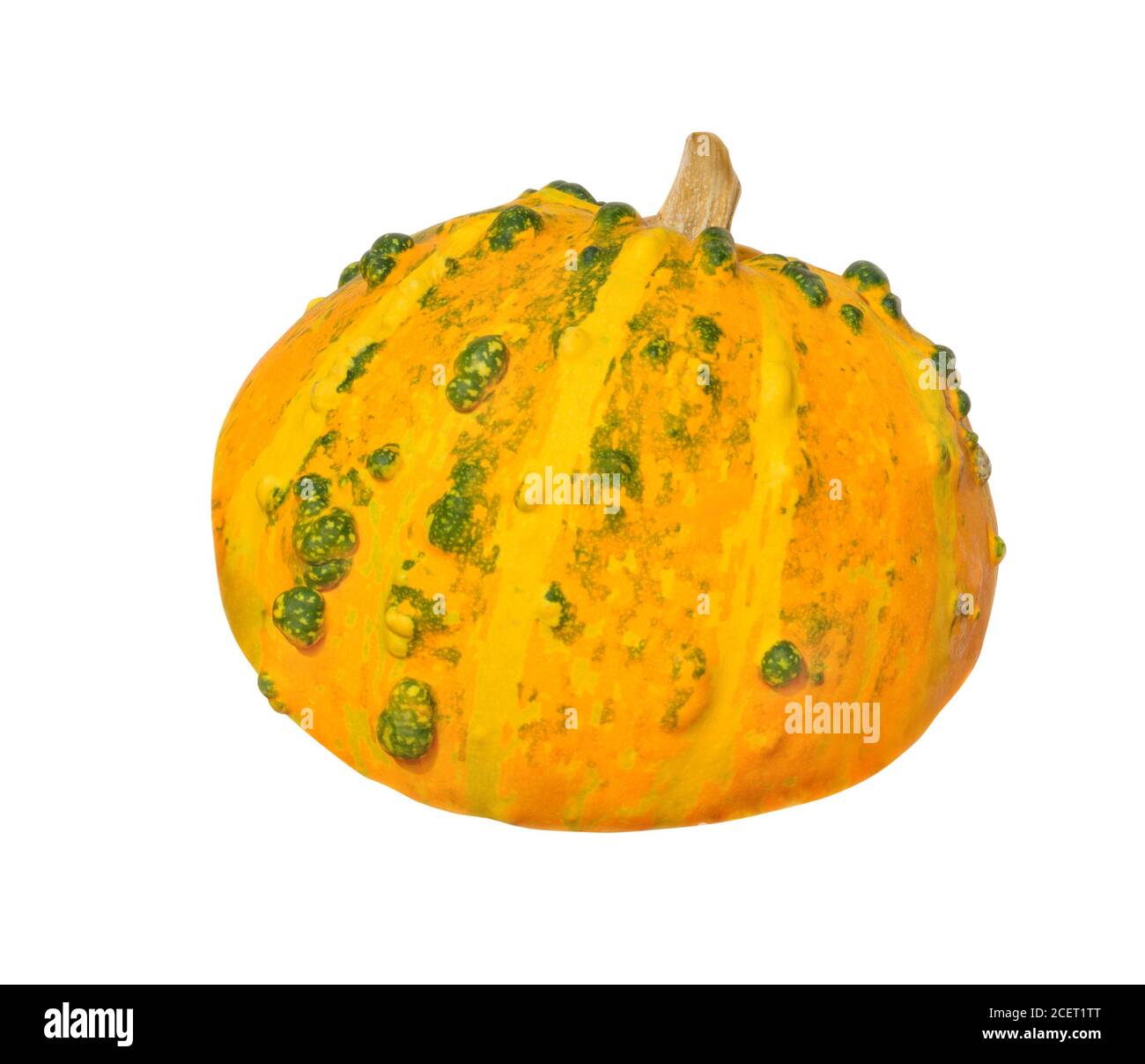 Yellow pumpkin with green spots on a white background Stock Photo - Alamy