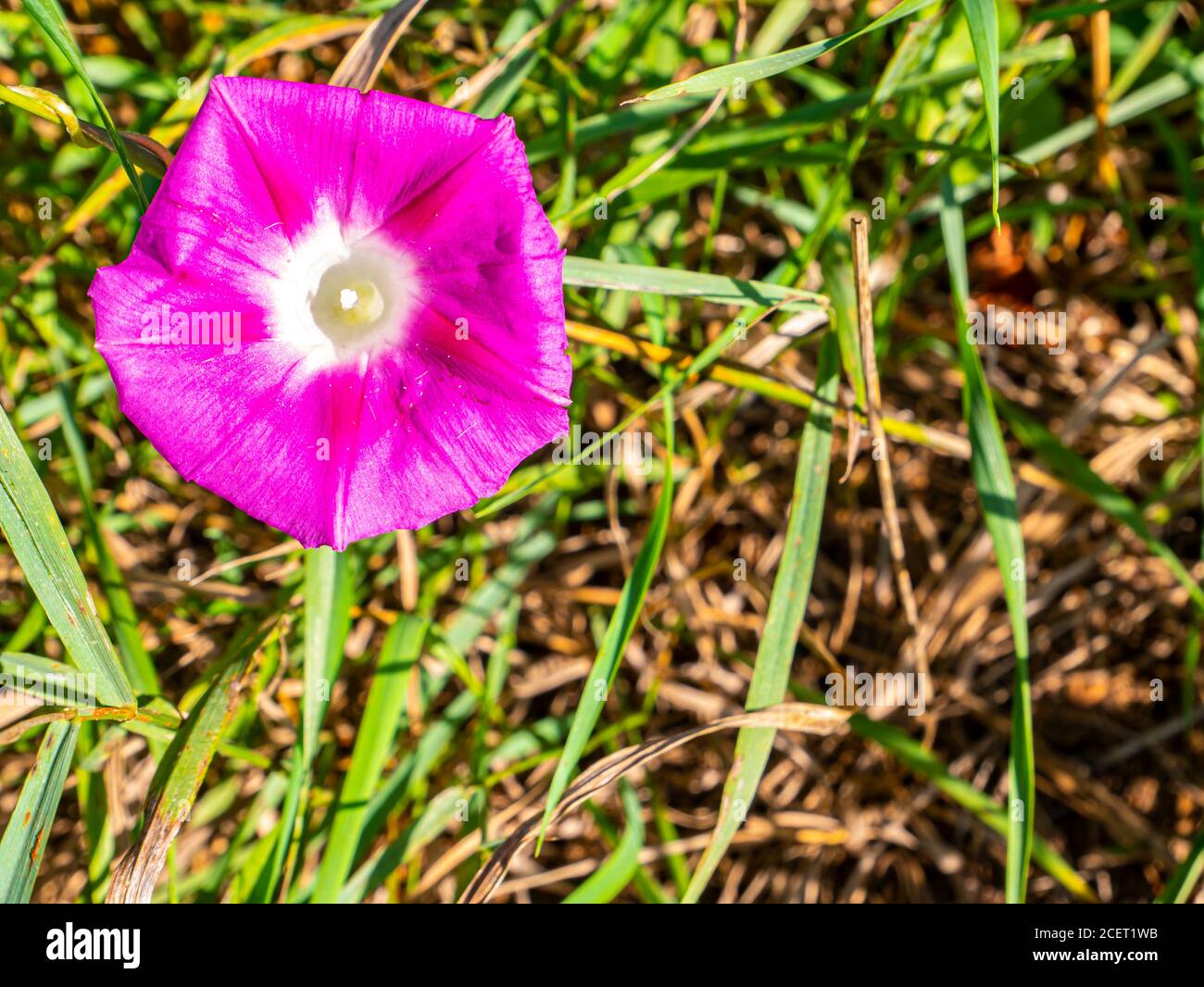 Pink harebell wild hi-res stock photography and images - Alamy