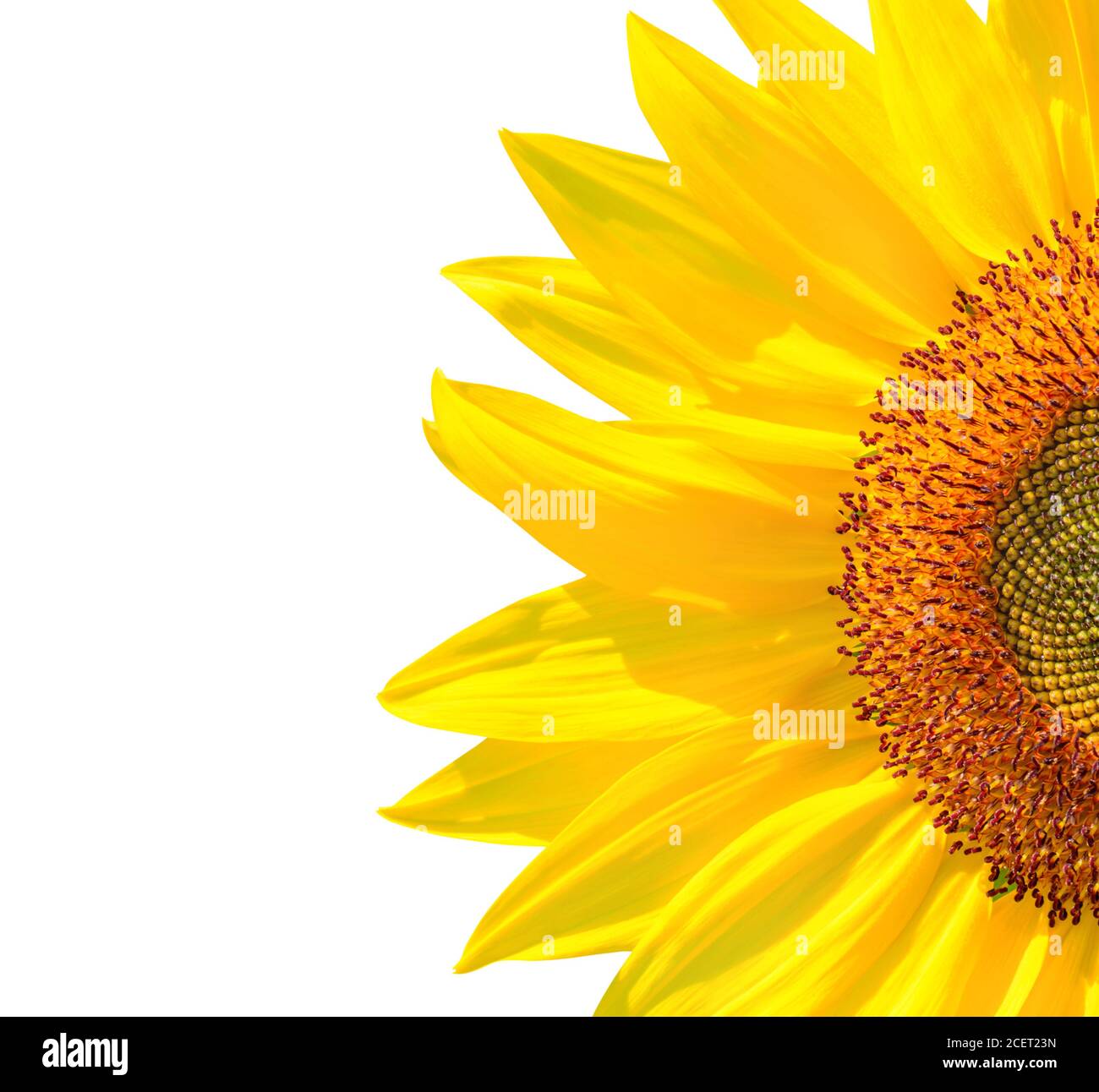 Background photography sunflower hi-res stock photography and images ...
