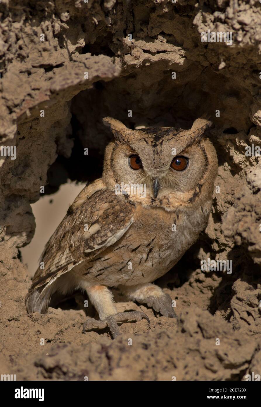 barn owl , scoops owl , dusky eagle owl, long eared owl, and spotted ...