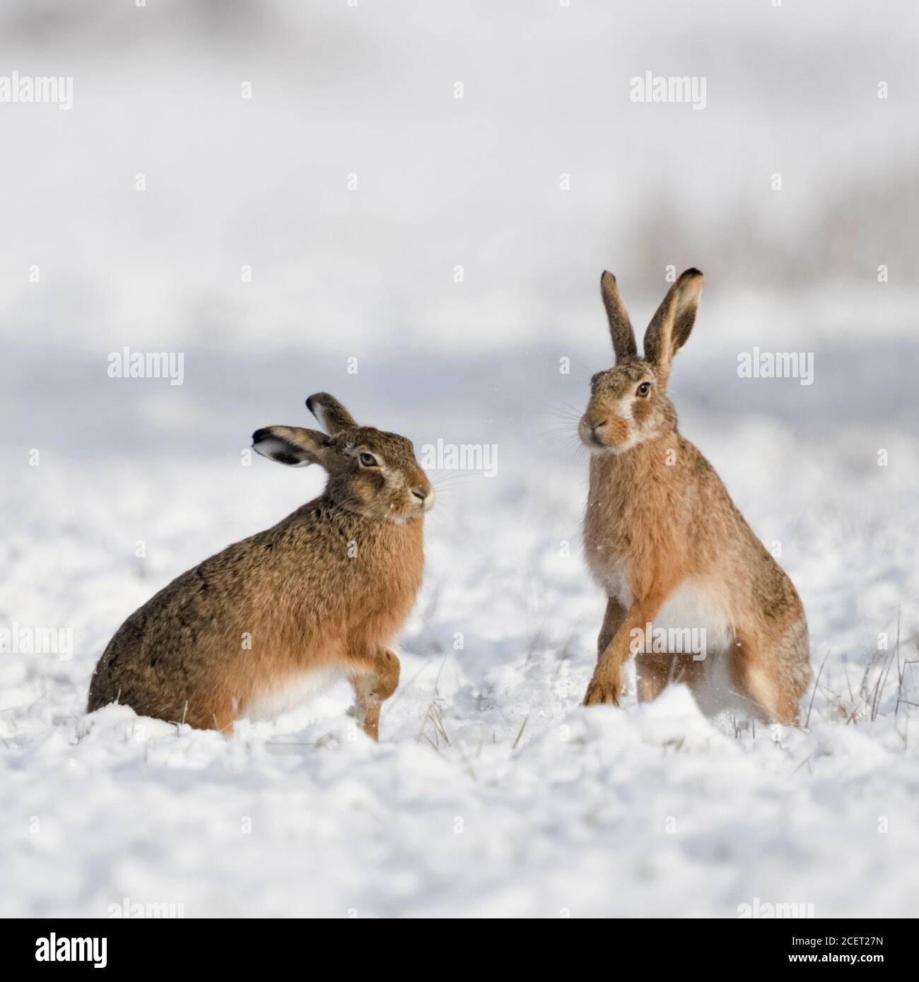Brown Hare / European Hare / Feldhase ( Lepus europaeus ) in winter ...