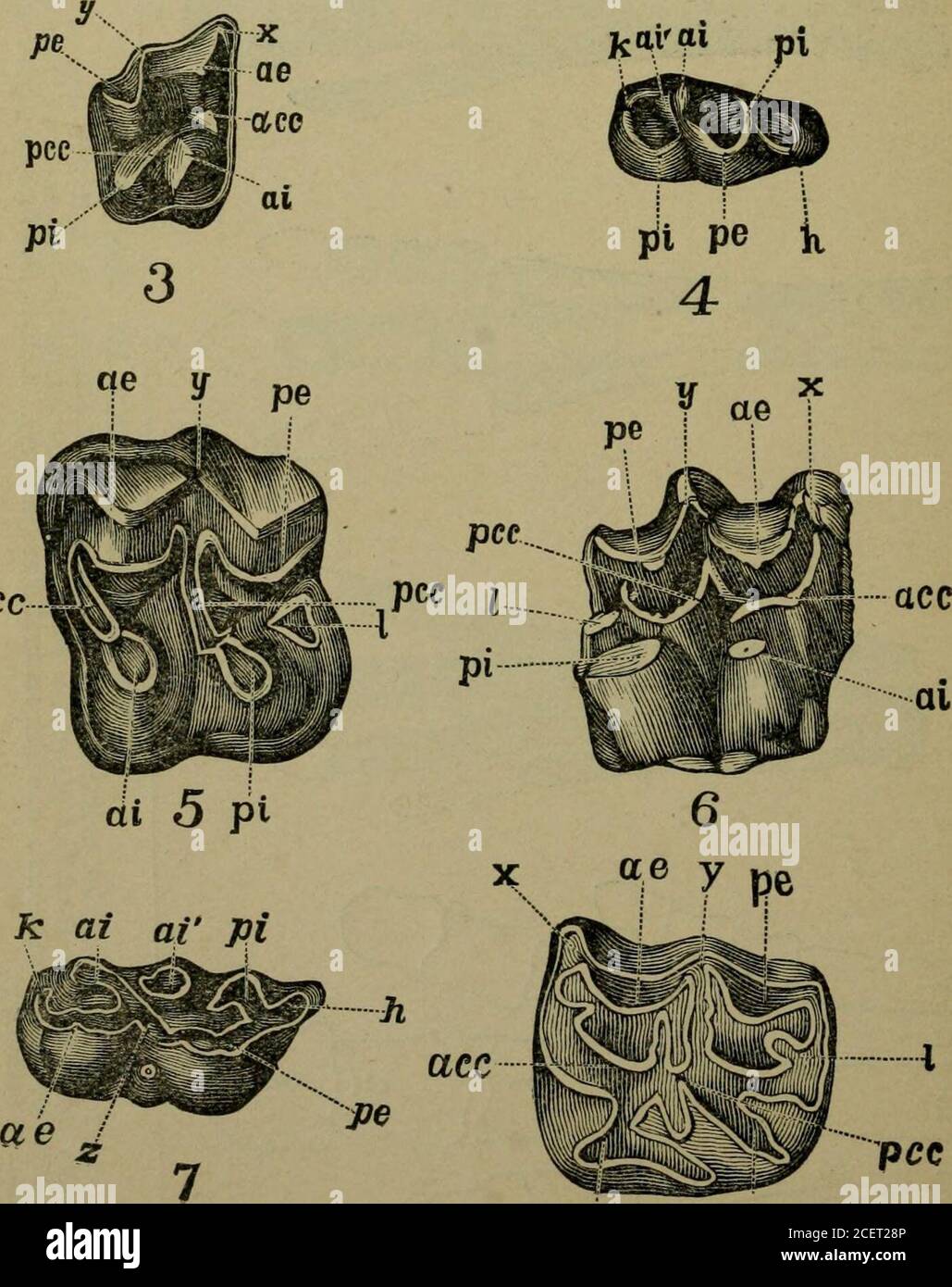 . Horses' teeth: a treatise on their mode of development, anatomy ...