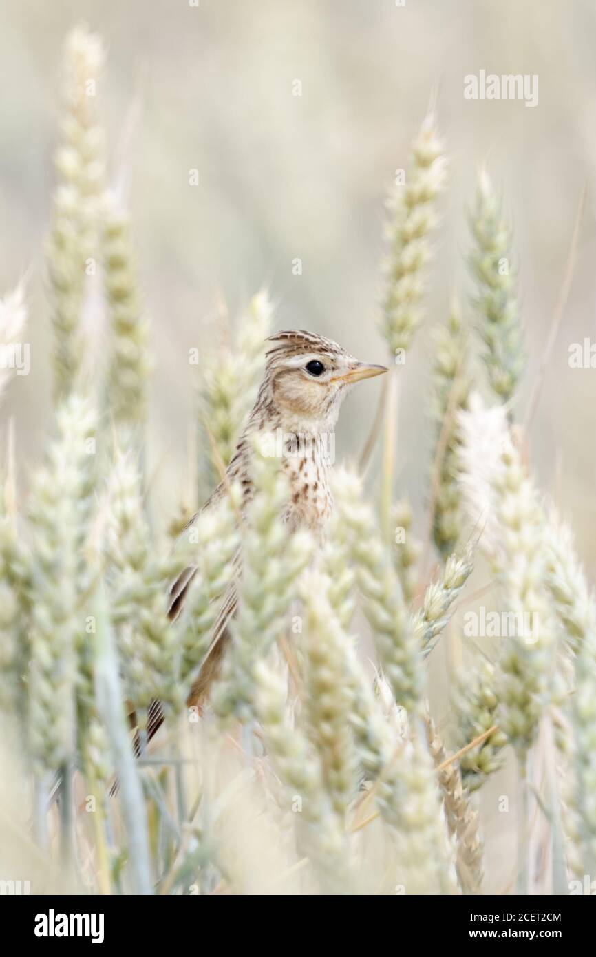 Hidden bird image hi-res stock photography and images - Alamy