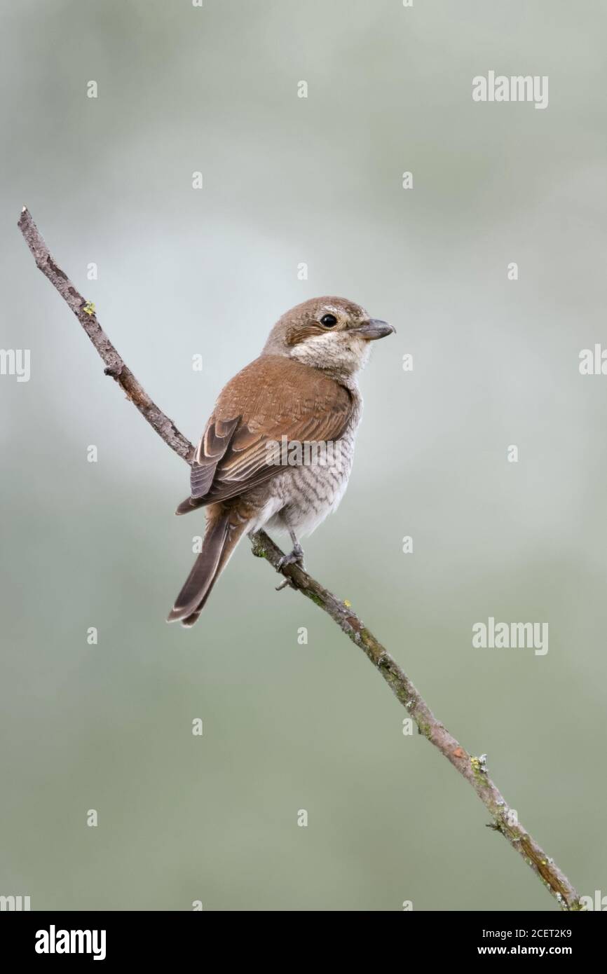 Nice lookout hi-res stock photography and images - Alamy