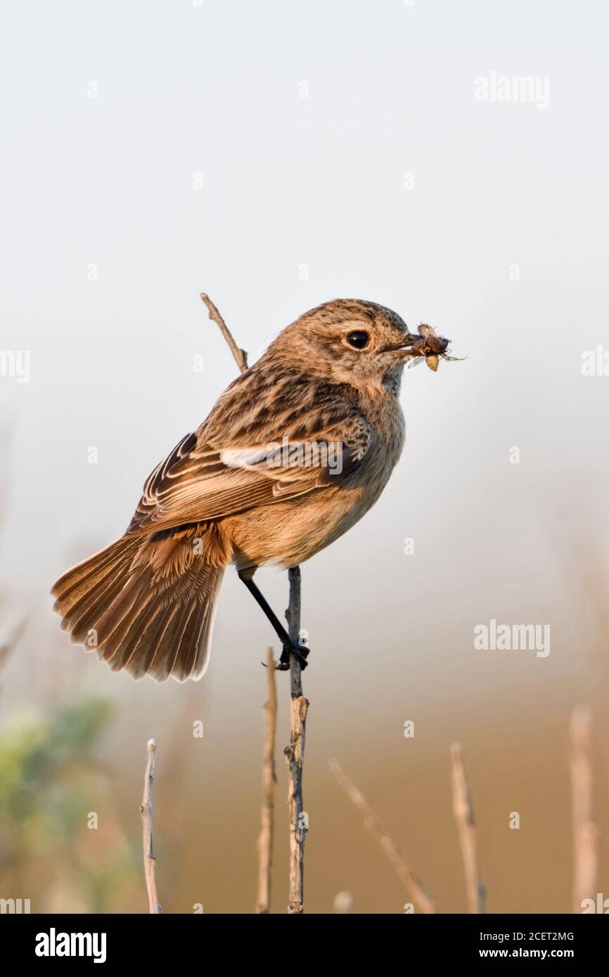 Female insects hi-res stock photography and images - Alamy