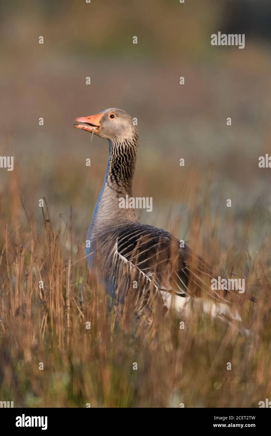 Greylag Goose / Graugans ( Anser anser ), one adult, feeding in wetland ...
